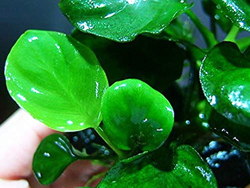 Anubias Barteri Coin Leaves Live Aquarium Plants Freshwater Rhizome 3 Days Live Guaranteed by Mainam