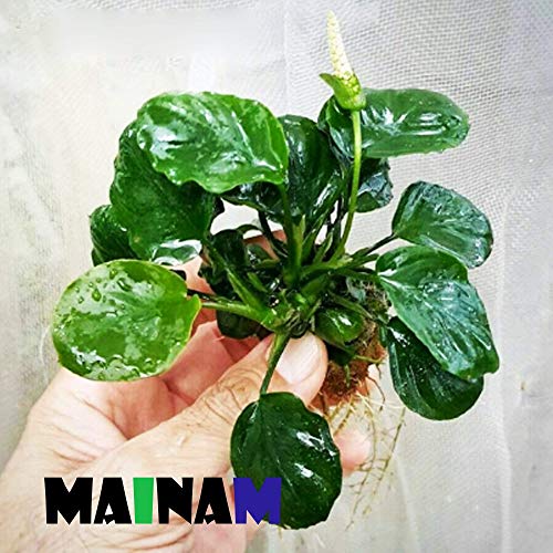 Anubias Barteri Coin Leaves Live Aquarium Plants Freshwater Rhizome 3 Days Live Guaranteed by Mainam