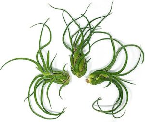 octopus air plant, caput medusae giant air plant (3pk), tillandsia air plants live houseplants bromeliad terrarium indoor plants live plants indoor house plants for air plant holder by plants for pets