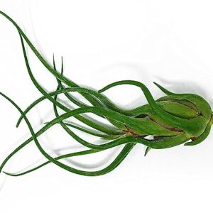 Octopus Air Plant, Caput Medusae Giant Air Plant (3PK), Tillandsia Air Plants Live Houseplants Bromeliad Terrarium Indoor Plants Live Plants Indoor House Plants for Air Plant Holder by Plants for Pets