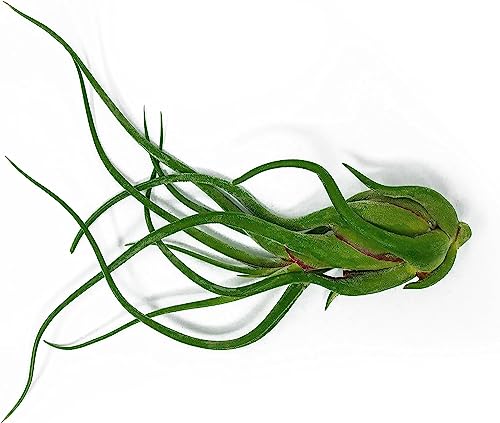 Octopus Air Plant, Caput Medusae Giant Air Plant (3PK), Tillandsia Air Plants Live Houseplants Bromeliad Terrarium Indoor Plants Live Plants Indoor House Plants for Air Plant Holder by Plants for Pets