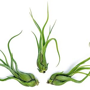 Octopus Air Plant, Caput Medusae Giant Air Plant (3PK), Tillandsia Air Plants Live Houseplants Bromeliad Terrarium Indoor Plants Live Plants Indoor House Plants for Air Plant Holder by Plants for Pets