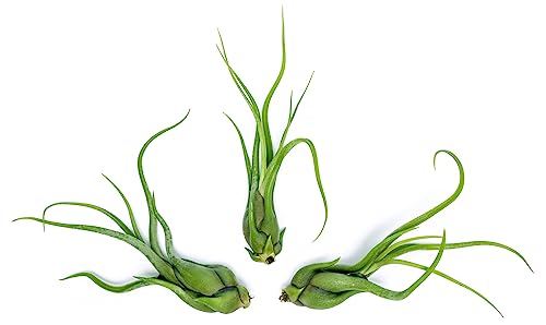 Octopus Air Plant, Caput Medusae Giant Air Plant (3PK), Tillandsia Air Plants Live Houseplants Bromeliad Terrarium Indoor Plants Live Plants Indoor House Plants for Air Plant Holder by Plants for Pets