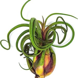 Octopus Air Plant, Caput Medusae Giant Air Plant (3PK), Tillandsia Air Plants Live Houseplants Bromeliad Terrarium Indoor Plants Live Plants Indoor House Plants for Air Plant Holder by Plants for Pets