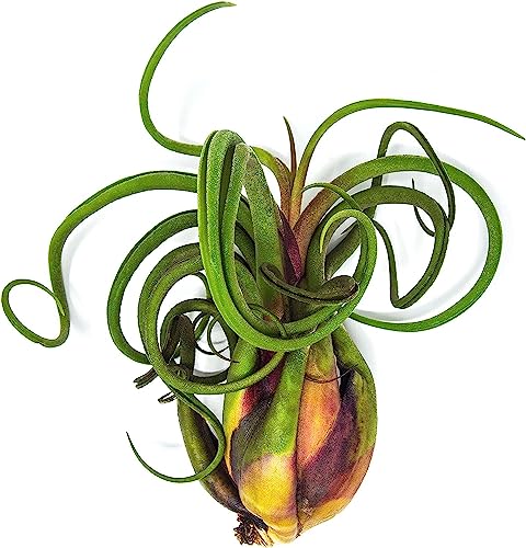 Octopus Air Plant, Caput Medusae Giant Air Plant (3PK), Tillandsia Air Plants Live Houseplants Bromeliad Terrarium Indoor Plants Live Plants Indoor House Plants for Air Plant Holder by Plants for Pets