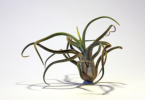 Octopus Air Plant, Caput Medusae Giant Air Plant (3PK), Tillandsia Air Plants Live Houseplants Bromeliad Terrarium Indoor Plants Live Plants Indoor House Plants for Air Plant Holder by Plants for Pets