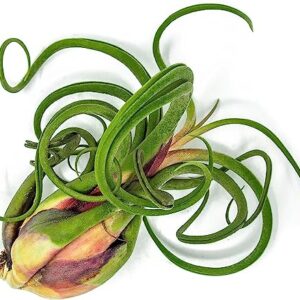 Octopus Air Plant, Caput Medusae Giant Air Plant (3PK), Tillandsia Air Plants Live Houseplants Bromeliad Terrarium Indoor Plants Live Plants Indoor House Plants for Air Plant Holder by Plants for Pets