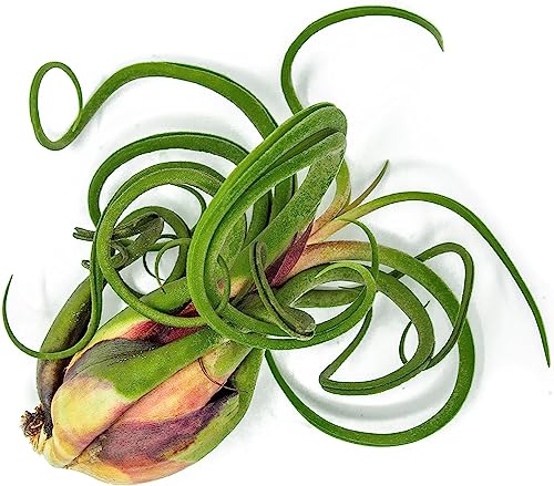 Octopus Air Plant, Caput Medusae Giant Air Plant (3PK), Tillandsia Air Plants Live Houseplants Bromeliad Terrarium Indoor Plants Live Plants Indoor House Plants for Air Plant Holder by Plants for Pets