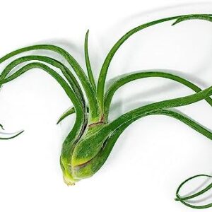 Octopus Air Plant, Caput Medusae Giant Air Plant (3PK), Tillandsia Air Plants Live Houseplants Bromeliad Terrarium Indoor Plants Live Plants Indoor House Plants for Air Plant Holder by Plants for Pets