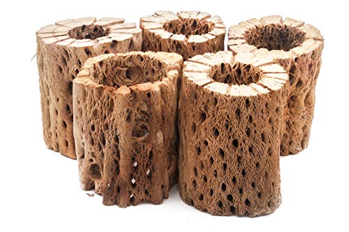 3, 6, 9, 12 Inch All Natural Teddy Bear Cholla Wood Extra Hollow Untreated Organic Aquarium Driftwood Decoration Chew Toy Shrimp Crab Pleco Cichlid Nano Tank Birds 1 or 5 Pieces (1 Piece, 3 inch)