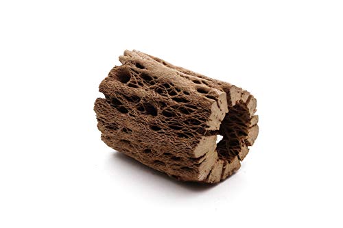 3, 6, 9, 12 Inch All Natural Teddy Bear Cholla Wood Extra Hollow Untreated Organic Aquarium Driftwood Decoration Chew Toy Shrimp Crab Pleco Cichlid Nano Tank Birds 1 or 5 Pieces (1 Piece, 3 inch)