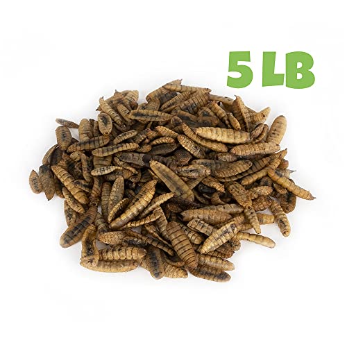 North American Grown Dried Black Soldier Fly Larvae (5 lbs) - More Calcium Than Mealworms - Treats for Chickens, Wild Birds, & Reptiles