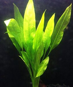 mainam amazon sword plant echinodorus bleheri tall bunch live aquarium plants freshwater planted tank decorations