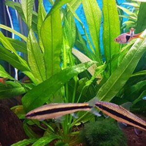 Mainam Amazon Sword Plant Echinodorus Bleheri Tall Bunch Live Aquarium Plants Freshwater Planted Tank Decorations