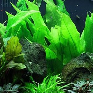 Mainam Amazon Sword Plant Echinodorus Bleheri Tall Bunch Live Aquarium Plants Freshwater Planted Tank Decorations