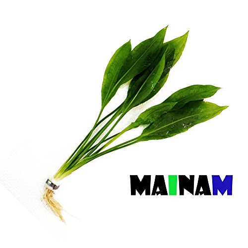 Mainam Amazon Sword Plant Echinodorus Bleheri Tall Bunch Live Aquarium Plants Freshwater Planted Tank Decorations