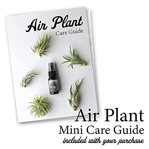 Cute Farms Tillandsia Air Plant Fertilizer | Gentle Weekly Use Formula Plant Food with Care Guide | Formulated Nutrients for Air Plants (8 oz. Spray Bottle)