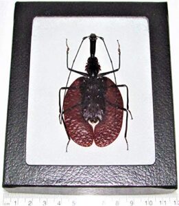 bicbugs mormolyce phyllodes real framed violin guitar banjo beetle indonesia