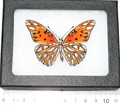 BicBugs Agraulis vanillae Verso Real Framed Butterfly Orange Gulf Fritillary