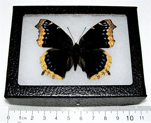 BicBugs Nymphalis antiopa Real Framed Butterfly Mourning Cloak California