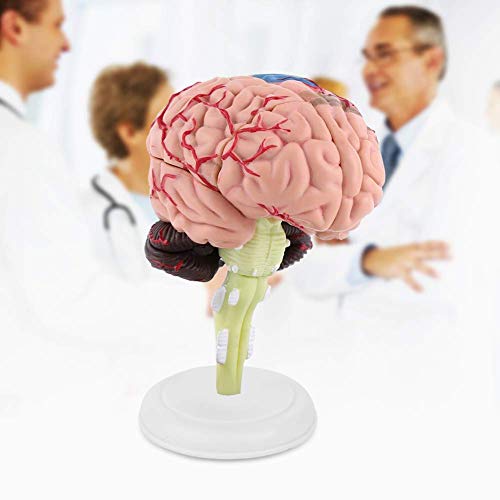 Disassembled Human Brain Model Structural Anatomy Medical Teaching Learning Tool