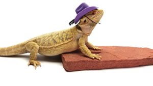 carolina designer dragons' bearded dragon cowboy hat, purple