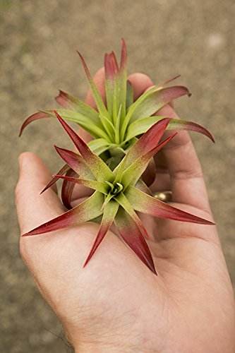 Air Plant Tillandsia 2 Pack Brachycaulos Red (2-3") Enhanced Garden in the City (Grown and Shipped from California)