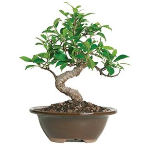 brussel's live golden gate ficus indoor bonsai tree - 4 years old; 5" to 8" tall with decorative container