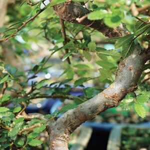 Brussel's Live Chinese Elm Outdoor Bonsai Tree - 7 Years Old; 8" to 10" Tall with Decorative Container