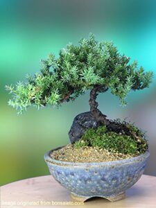 a 5+ year old juniper bonsai tree in japanese setku bowl