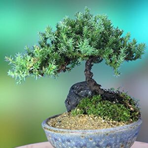 A 5+ Year Old Juniper Bonsai Tree in Japanese Setku Bowl