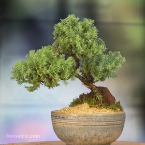 A 5+ Year Old Juniper Bonsai Tree in Japanese Setku Bowl