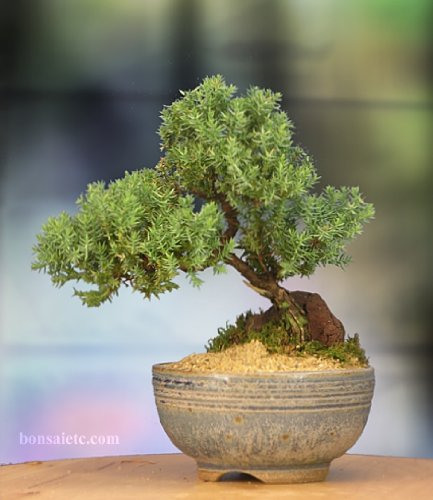 A 5+ Year Old Juniper Bonsai Tree in Japanese Setku Bowl