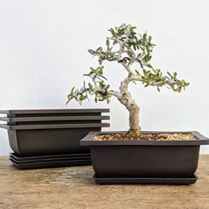 Bonsai Outlet Training Pots with Humidity Trays - Built in Mesh, Six Inch Large Planters + Made from Durable Shatter Proof Poly-Resin, Set of 3 Pot Set…