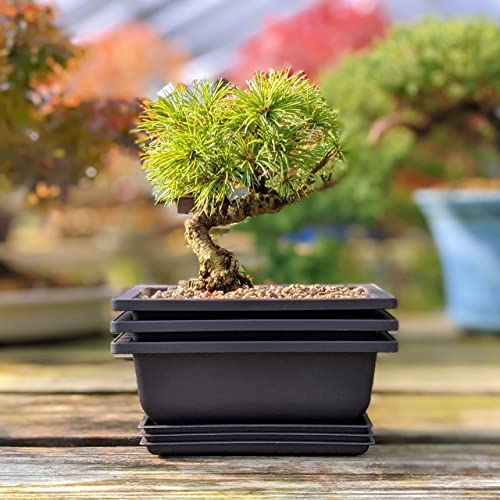 Bonsai Outlet Training Pots with Humidity Trays - Built in Mesh, Six Inch Large Planters + Made from Durable Shatter Proof Poly-Resin, Set of 3 Pot Set…