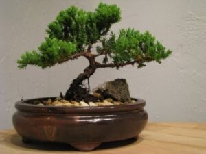 9greenbox bonsai juniper tree - japanese art live house plants for indoor and outdoor garden - dwarf trees in container pot for home and office decor - best gift for mothers day, christmas - 4 pounds