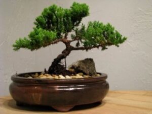 9greenbox live bonsai tree - juniper tree bonsai indoor decoration flowering house plant