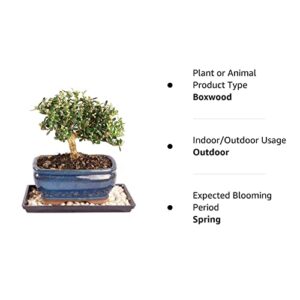 Brussel's Live Harland Boxwood Outdoor Bonsai Tree - 4 Years Old; 8" to 10" Tall with Decorative Container, Humidity Tray & Deco Rock