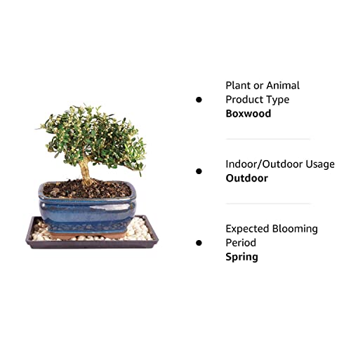 Brussel's Live Harland Boxwood Outdoor Bonsai Tree - 4 Years Old; 8" to 10" Tall with Decorative Container, Humidity Tray & Deco Rock