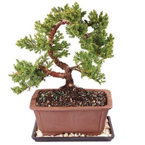 brussel's live green mound juniper outdoor bonsai tree - 5 years old; 8" to 12" tall with decorative container, humidity tray & deco rock