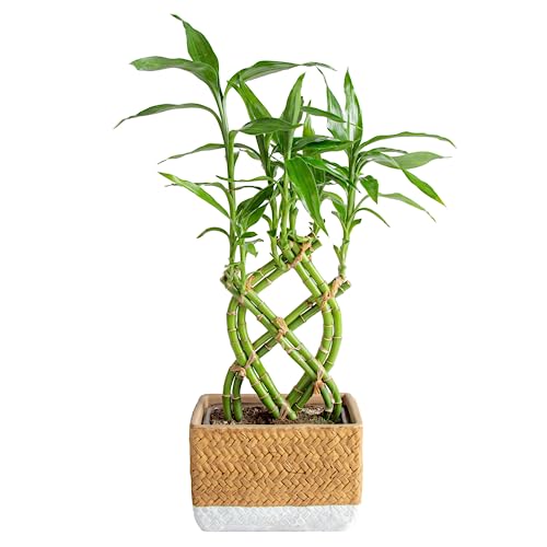 Costa Farms Lucky Bamboo Plant, Easy to Grow Live Indoor Houseplant in Ceramic Planter Pot, Potting Mix, Grower's Choice, Perfect for Home Tabletop, Office Desk, Shelf, Zen Room Decor, 12-Inches Tall