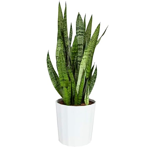 Costa Farms Premium Snake Plant, Easy Care Live Indoor Houseplant in Modern Decor Planter, Air Purifier in Potting Soil, Living Room, Office Decor, Housewarming Gift, Birthday Gift, 2-3 Feet Tall