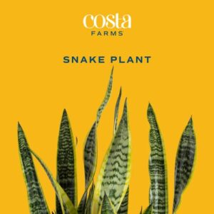 Costa Farms Premium Snake Plant, Easy Care Live Indoor Houseplant in Modern Decor Planter, Air Purifier in Potting Soil, Living Room, Office Decor, Housewarming Gift, Birthday Gift, 2-3 Feet Tall