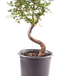 Brussel's Bonsai Live Chinese Elm Outdoor Bonsai Tree 5 Years Old 6"-8" Tall in Plastic Grower Pot, Small