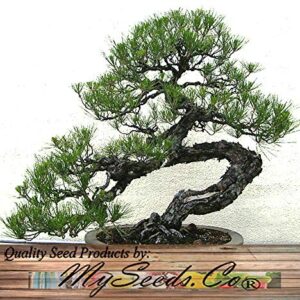 Big Pack Bonsai Tree Seeds - Japanese Black Pine Tree (150 Seeds), Pinus thunbergiana Pine Tree Seeds - Non-GMO Seeds by MySeeds.Co (Big Pack - Japanese Black Pine)