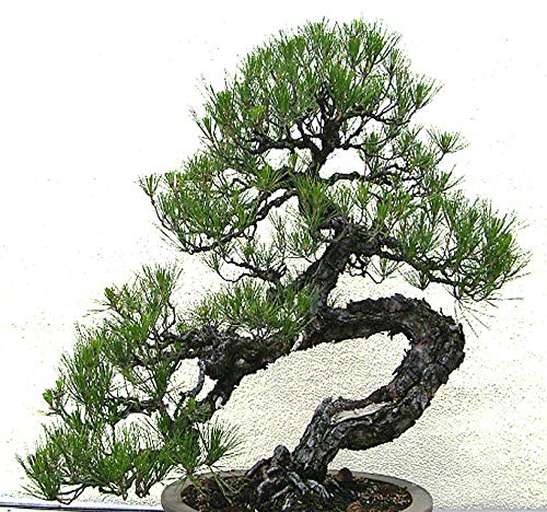 Big Pack Bonsai Tree Seeds - Japanese Black Pine Tree (150 Seeds), Pinus thunbergiana Pine Tree Seeds - Non-GMO Seeds by MySeeds.Co (Big Pack - Japanese Black Pine)