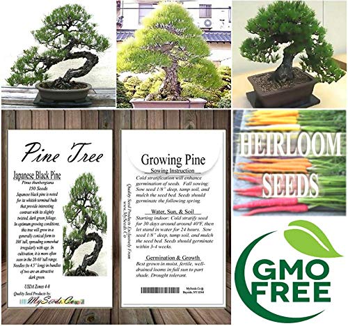 Big Pack Bonsai Tree Seeds - Japanese Black Pine Tree (150 Seeds), Pinus thunbergiana Pine Tree Seeds - Non-GMO Seeds by MySeeds.Co (Big Pack - Japanese Black Pine)