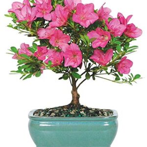 Brussel's Bonsai Live Satsuki Azalea Outdoor Bonsai Tree-5 Years Old 6" to 8" Tall with Decorative Container, Small, Blank