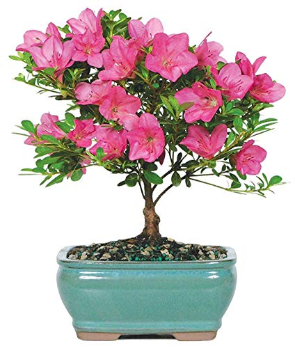 Brussel's Bonsai Live Satsuki Azalea Outdoor Bonsai Tree-5 Years Old 6" to 8" Tall with Decorative Container, Small, Blank