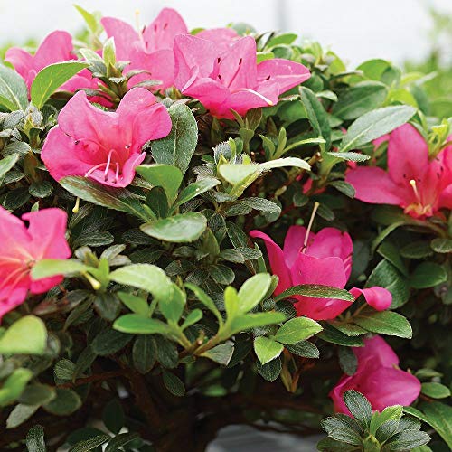 Brussel's Bonsai Live Satsuki Azalea Outdoor Bonsai Tree-5 Years Old 6" to 8" Tall with Decorative Container, Small, Blank